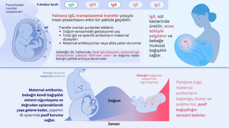 Maternal İmmünizasyon | TJOD